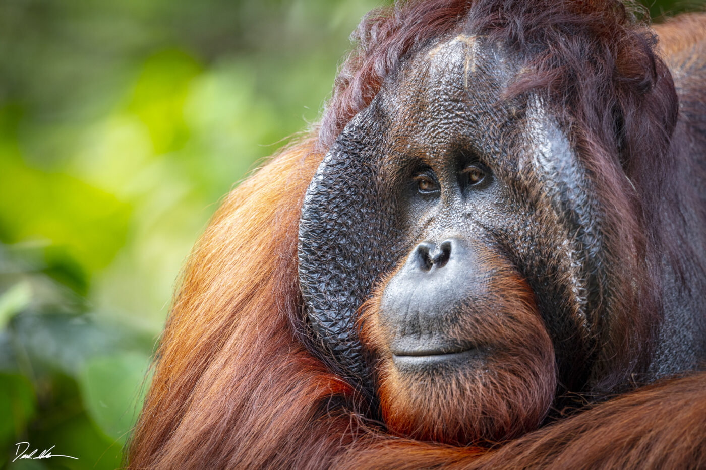 Top 20 Nature Photographs of the past decade