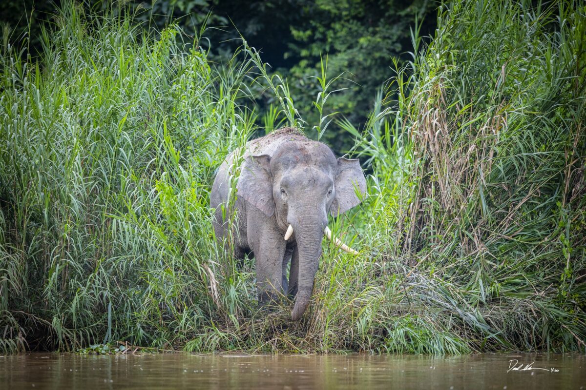Animals | Derek Nielsen Photography