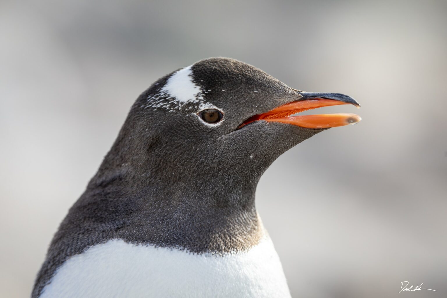Penguin Profile | Derek Nielsen Photography