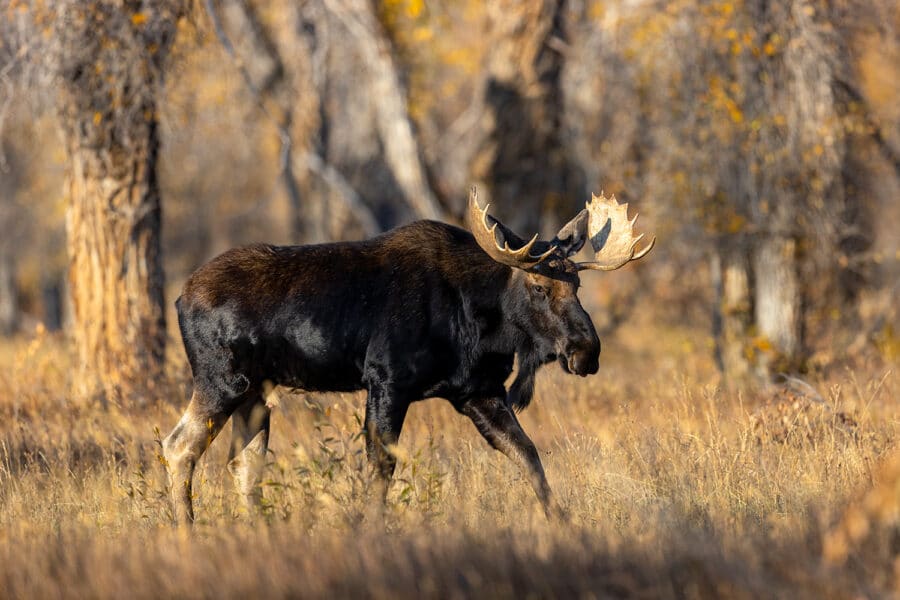 How to Photograph Wildlife: 5 Wilderness Photography Tips for Spotting ...