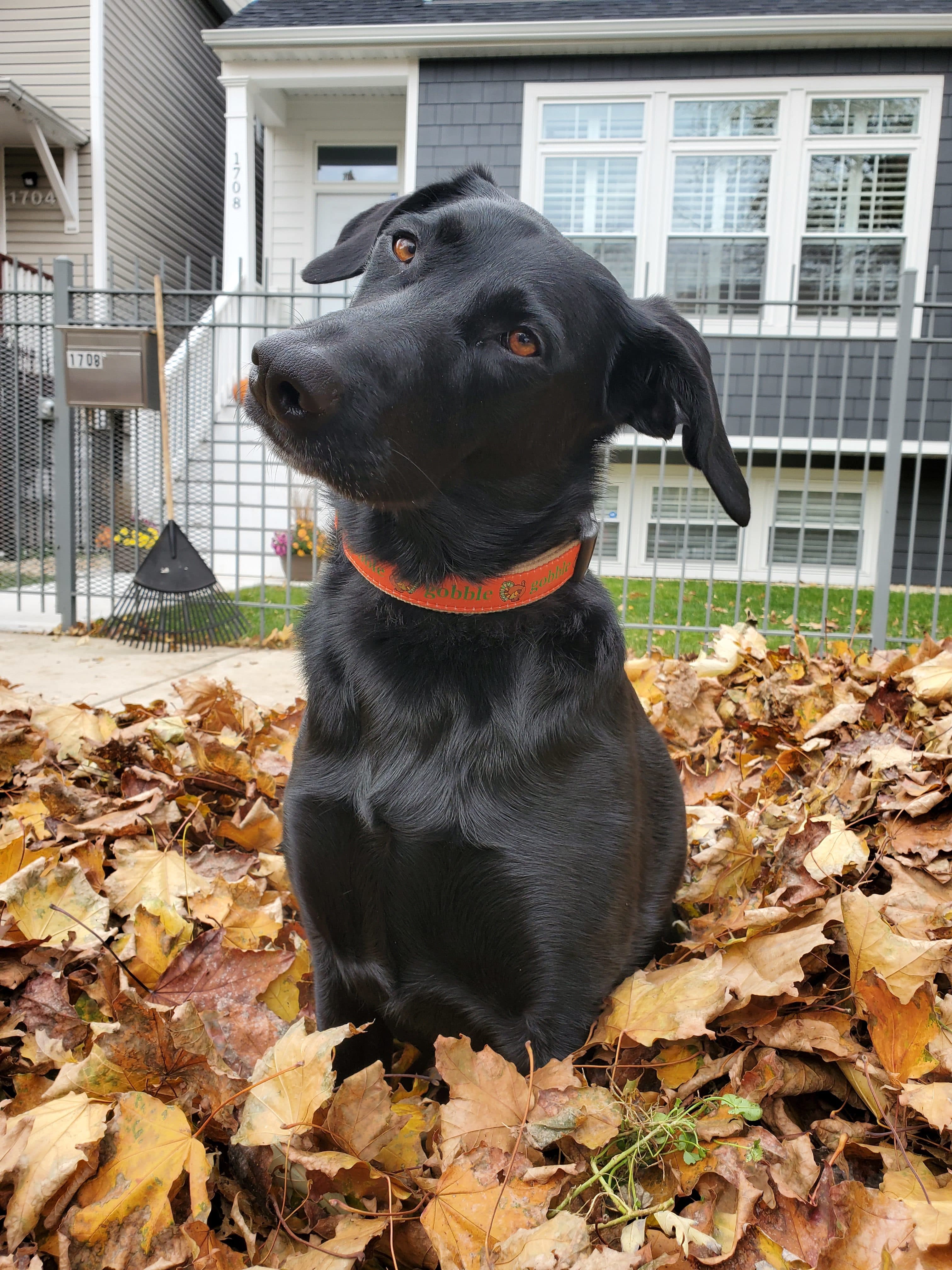 Pet photography tips: 5 steps to amazing pet photos