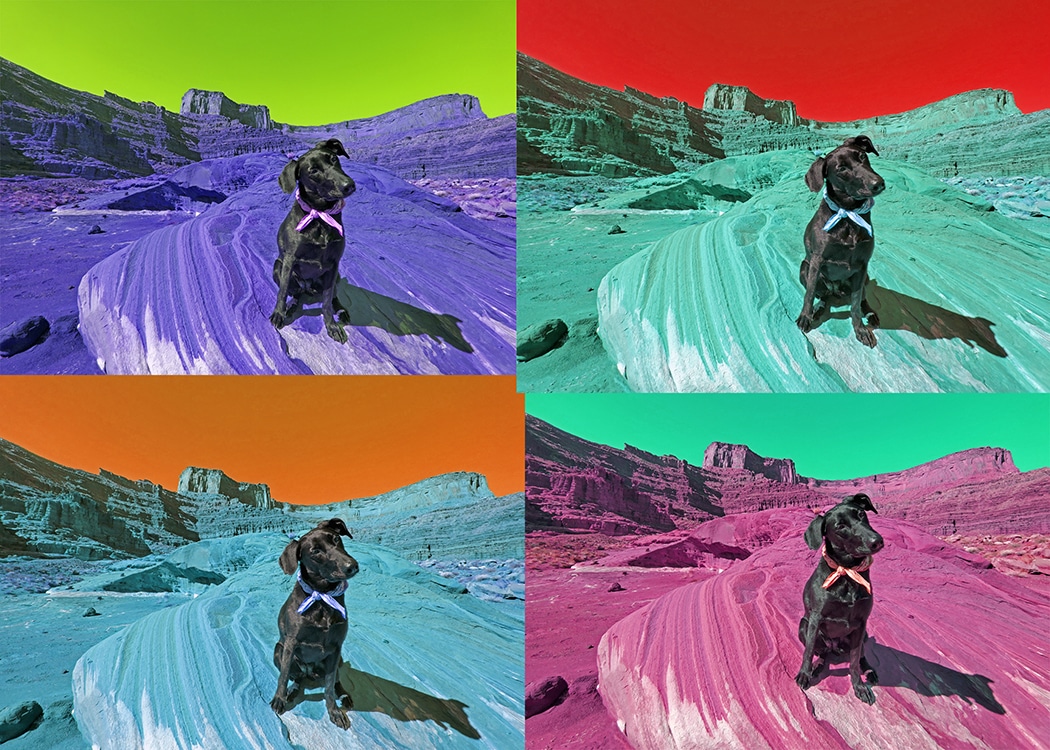 Pet photography tips: 5 steps to amazing pet photos