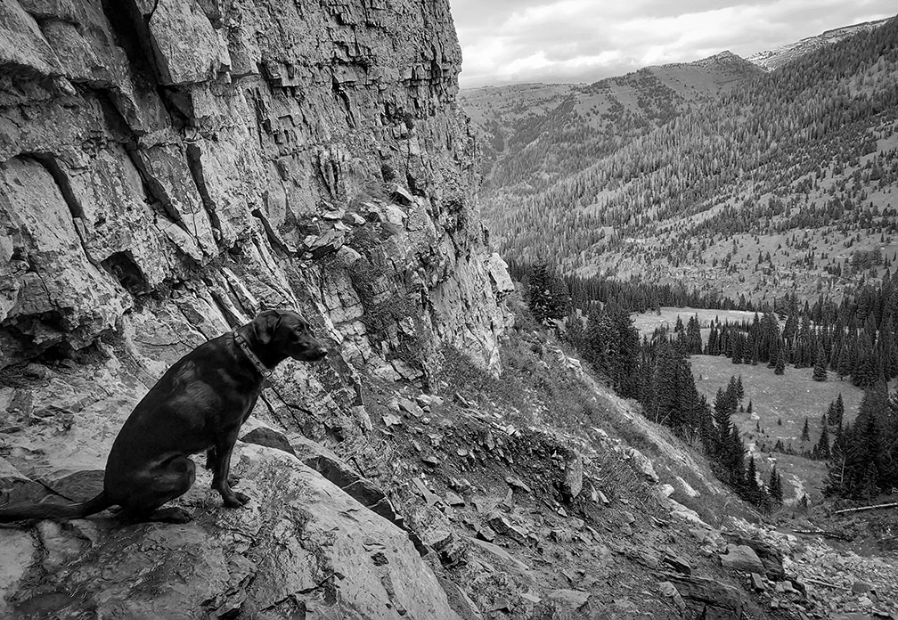 Pet photography tips: 5 steps to amazing pet photos