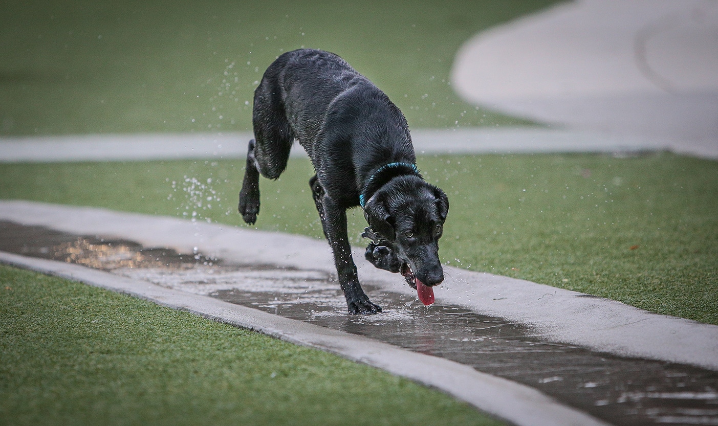 Pet photography tips: 5 steps to amazing pet photos