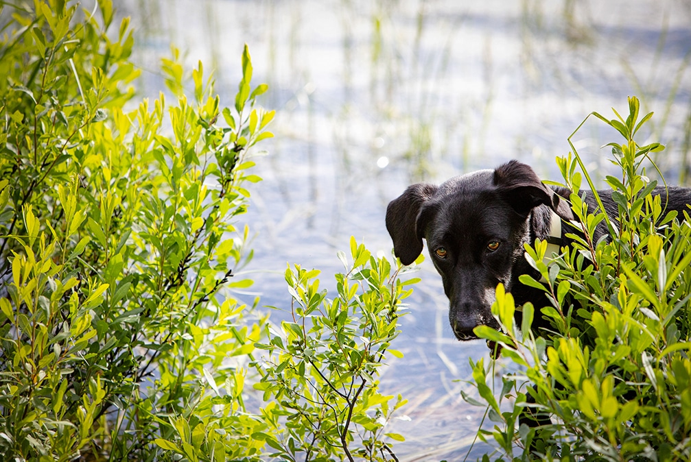 Pet photography tips: 5 steps to amazing pet photos